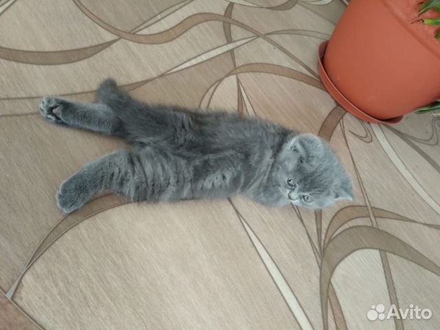Девочка шотландка