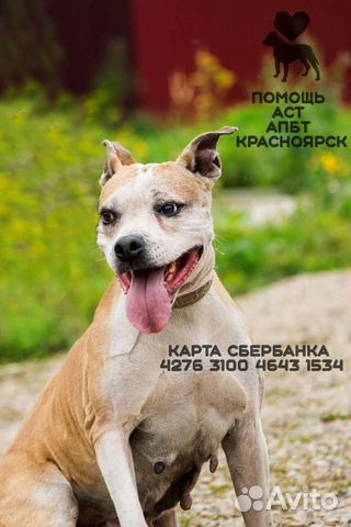 Стаффордширский терьер