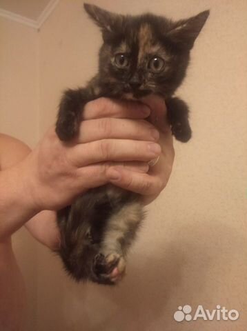 Котёнок по имени Дуся