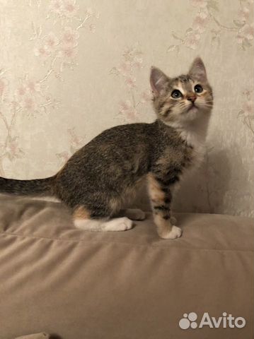 Котёнок девочка трехцветочка