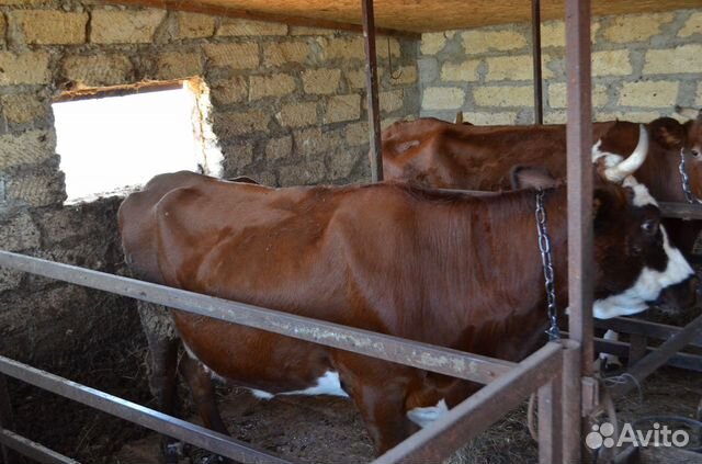 Продам корову