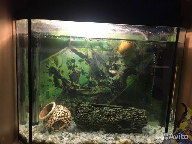 Аквариум с рыбками