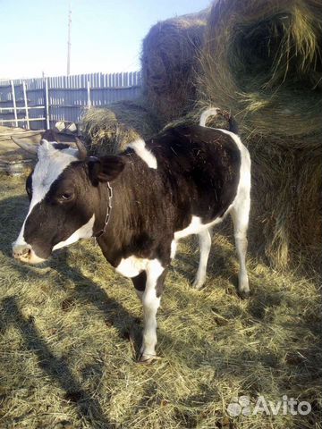 Продам двух телок