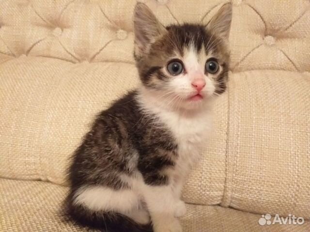 Очаровательный пушистик