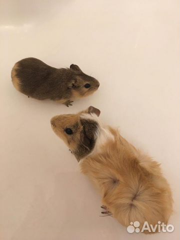 Морские свинки