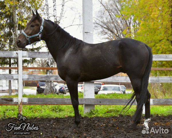 Американский рысак Айвенго