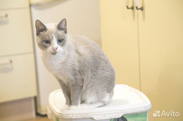 Кошк Милана 6 лет Привита и стерилизована хпн