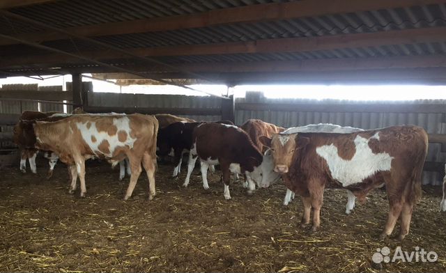 Продаются бычки