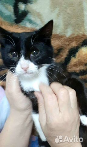 Котенок девочка 5 месяцев