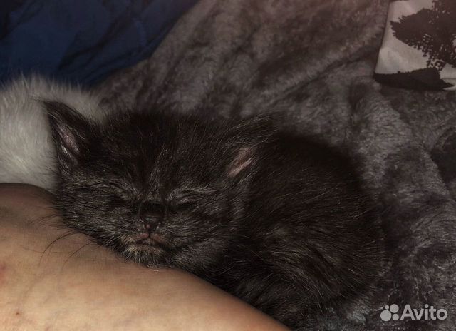 Котята метисы британцев