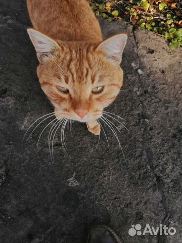 Котяра рыжий