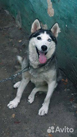 Мини Хаски