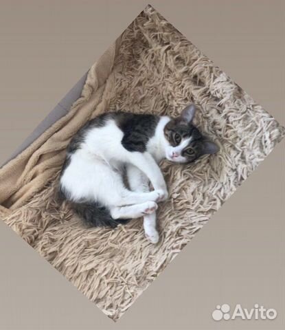 Кошечка Мелиса похожа на породу египетская Мау