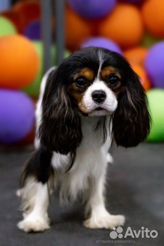 Спаниельки. Кавалер кинг чарльз. клубные щенки