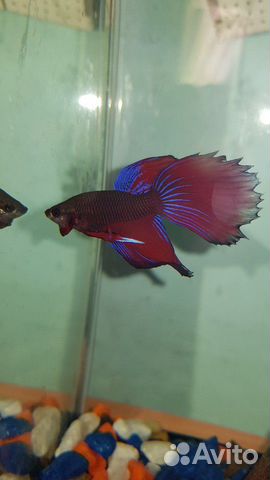 Аквариумы рыбки