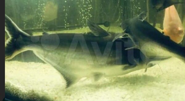 Пангасиус 2 года