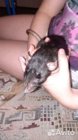 Крысы дамбо девочки