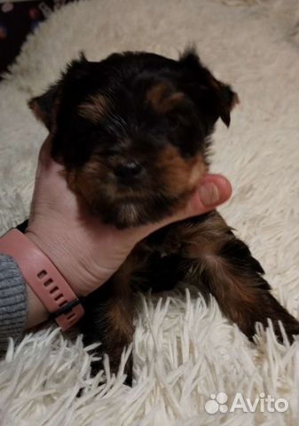 Йоркширский терьер щенки