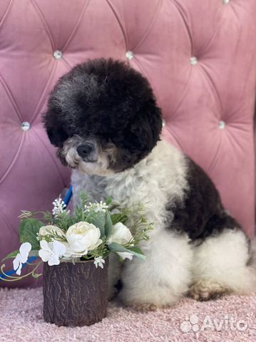 Бишон панда (Хибиду)