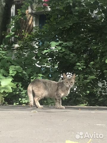 Скромный котенок, погибающий на улице