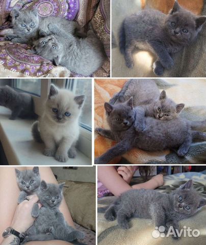Британские котята