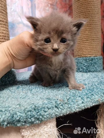 Котята помесь мэйкун