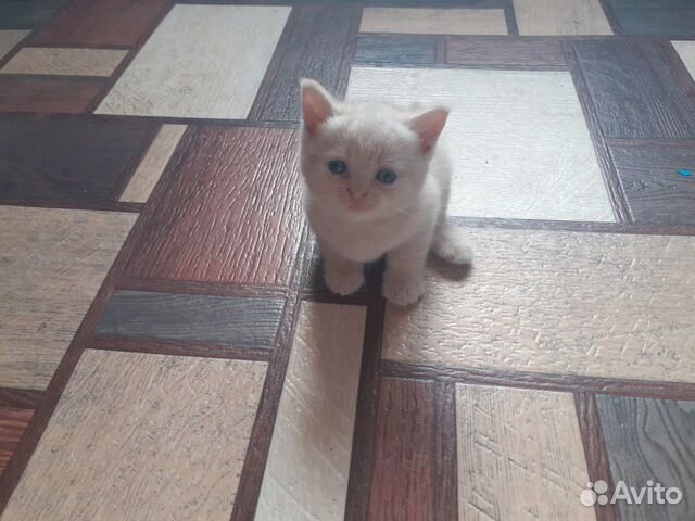 Шотландские котята рыжие