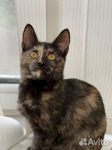 Кошка Мэнди в добрые руки