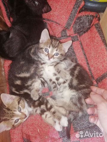 Бенгальские мраморные котята (метисы)