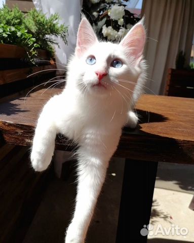 Турецкая ангора (девочка 3 месяца)