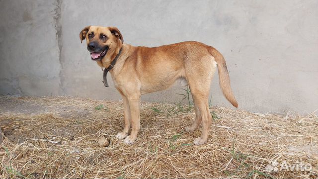 Молодой кобель ищет дом отдам в добрые руки