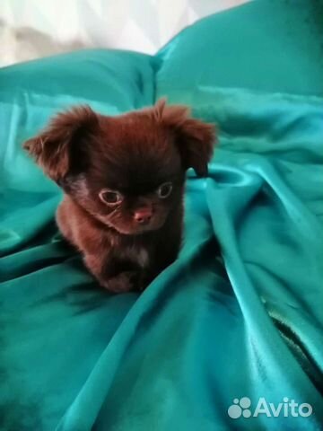 Пушистый малький медвежонок