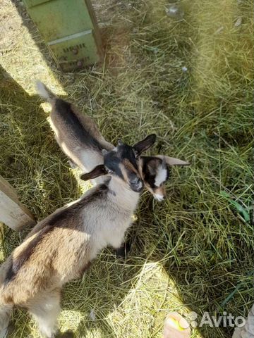 Альпийские козы