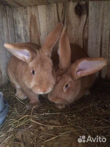 Кролики бургундские