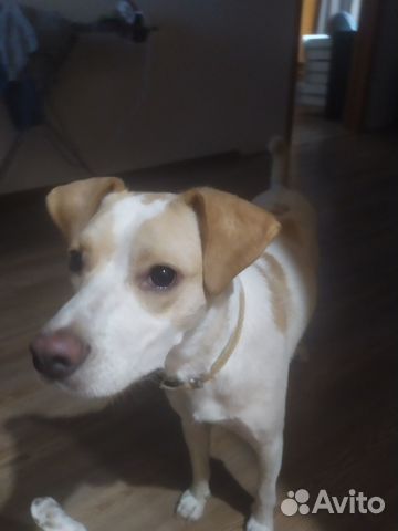 Отдам собаку в добрые руки