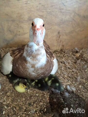 Мускусные утята