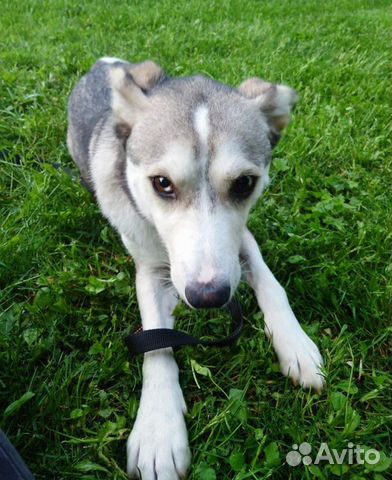 Спасите собаку от приюта