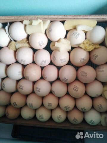 Цыплята бройлер кооб 500 Испания