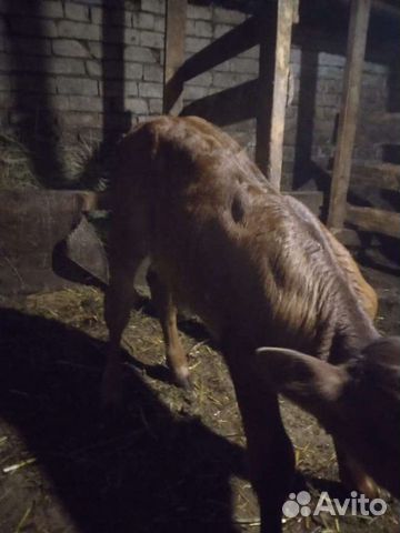 Телята бычки