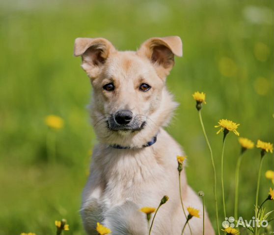 Милая собачка в добрые руки