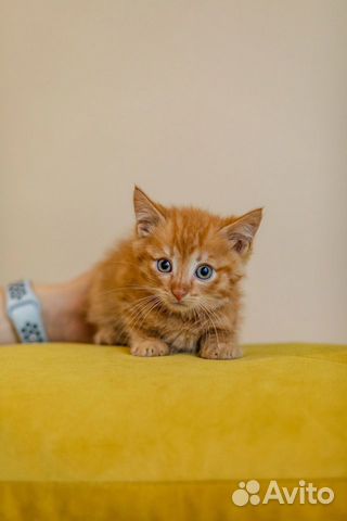Рыжее чудо в дар котенок бесплатно