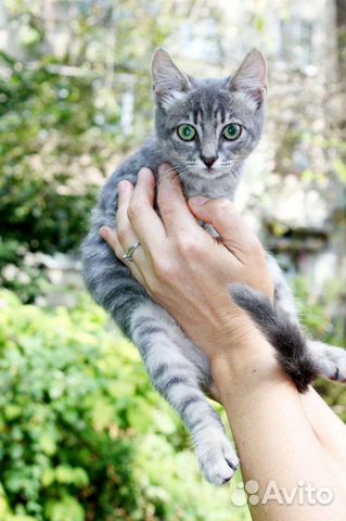 Милый Полосатый Котенок