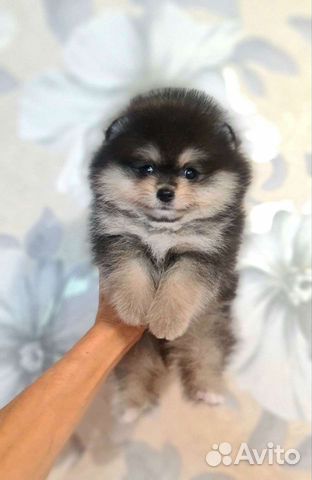 Померанский шпиц мишка