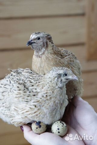 Перепела несушки