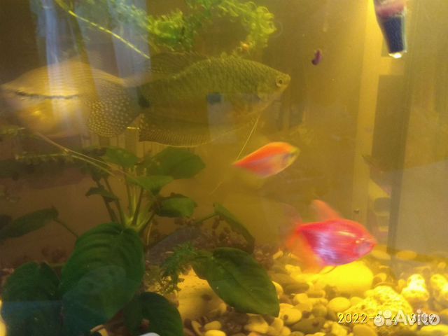 Аквариумные рыбки