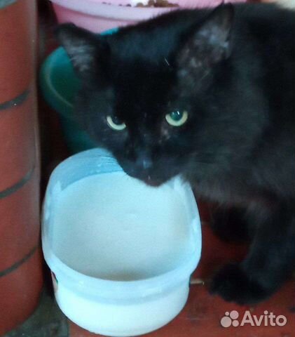 Котик отморозил ухо на дачах