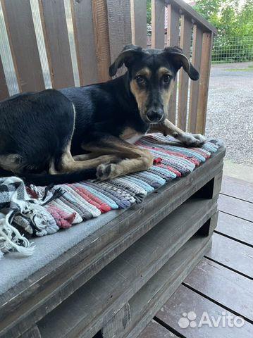 Щенок бесплатно