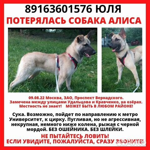Потерялась собака пр-т Вернадского