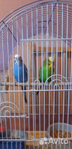Отдам попугайчиков