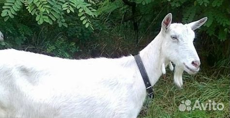 Продаётся годовалый козёл. Возможно на мясо